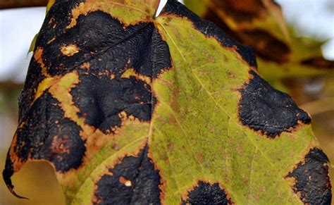 Hazardous Tree Diseases Identification And Treatment The Tree Care Guide