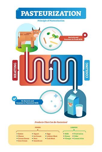 Illustration Vectorielle De Pasteurisation Processus Et Produits