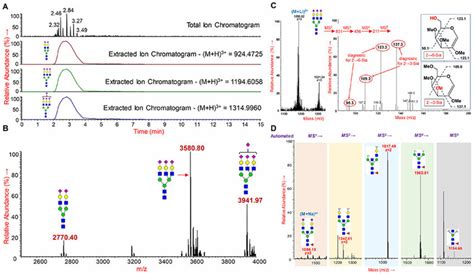 N Glycans Were Released From Bovine Fetuin Permethylated By Download Scientific Diagram