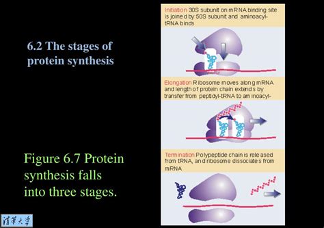 Ppt Understanding Protein Synthesis A Comprehensive Overview