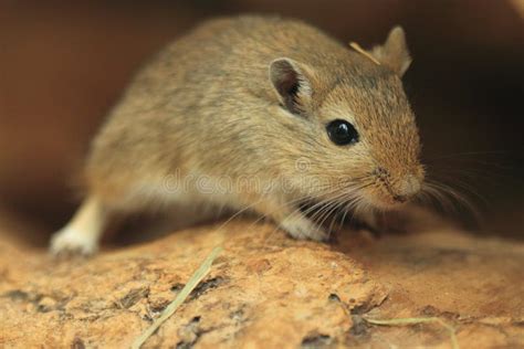 Mongolian Gerbil Stock Image - Image: 26516211