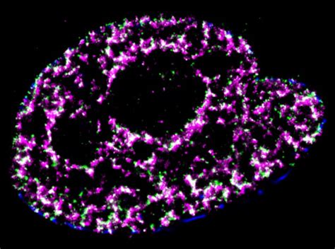 Spatio Temporal Dynamics Of Dna Replication Nus Faculty Of Science