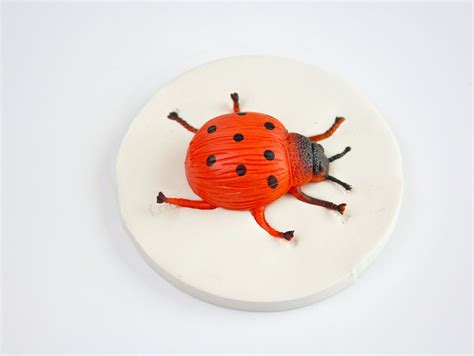 How To Make Clay Fossils Fun How To Make Clay Fossils Fun