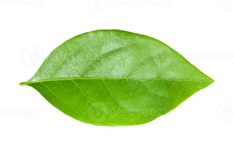 Leaf Texture PNGs For Free Download Leaf Texture PNGs For Free Download