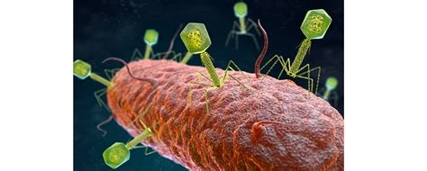 Growth Of Lambda Phage And Isolation Of Phage Dna
