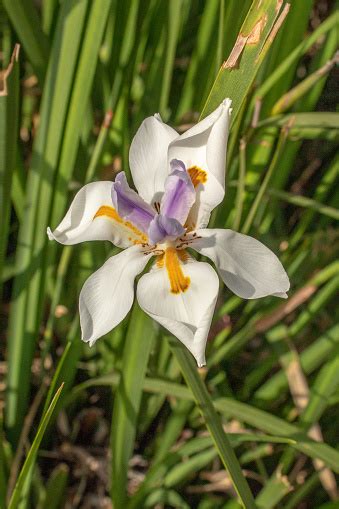Bunga Iris Afrika Di Daun Hijau Foto Stok Unduh Gambar Sekarang Alam Ambar Amerika Serikat