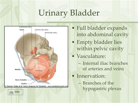 Ppt The Abdomen Powerpoint Presentation Free Download Id1185854