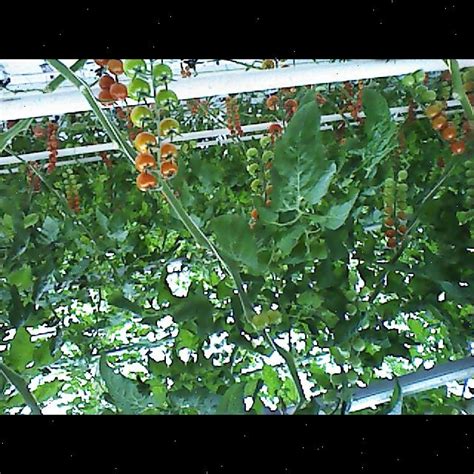 tomato object detection dataset and pre trained model by tomato