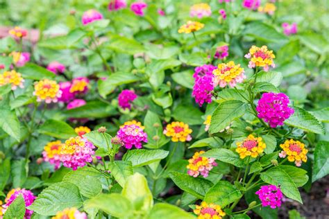 Lantana Plants Care And Growing Guide