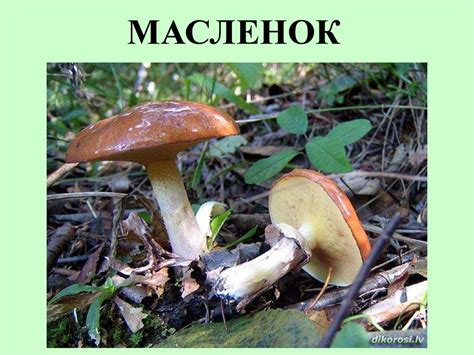 Съедобные и ядовитые грибы презентация онлайн