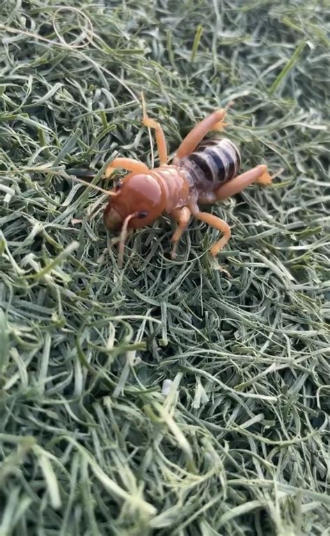 What Is This Bug Bit My Friend R Whatsthisbug