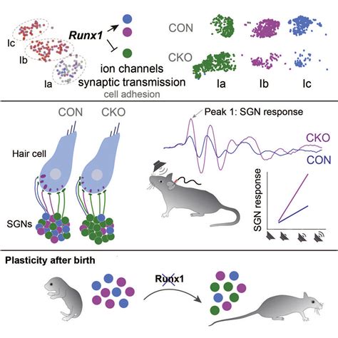 Runx1 Controls Auditory Sensory Neuron Diversity In Mice Developmental Cell