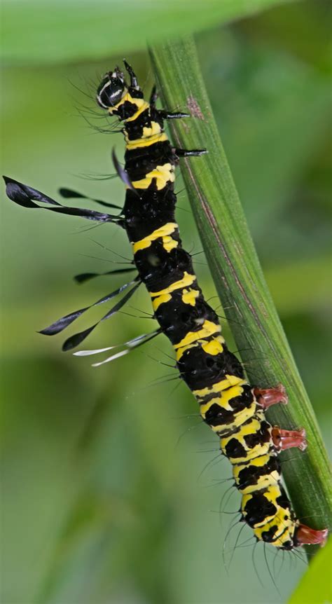 Tinolius Eburneigutta Caterpillar On Green Leaf