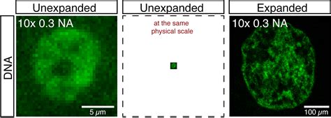 Supersize The Cell Unlocking Secrets Of The Genome Through Expansion Microscopy