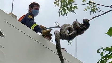 Firefighters Catch 11 Foot Python Found In Bangkok Park Climate