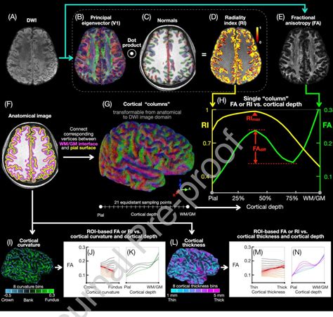 Figure 2 From Column Based Cortical Depth Analysis Of The Diffusion Anisotropy And Radiality In