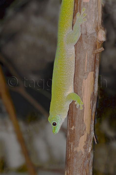 Phelsuma Kochi • Taggeckos Der Gattung Phelsuma