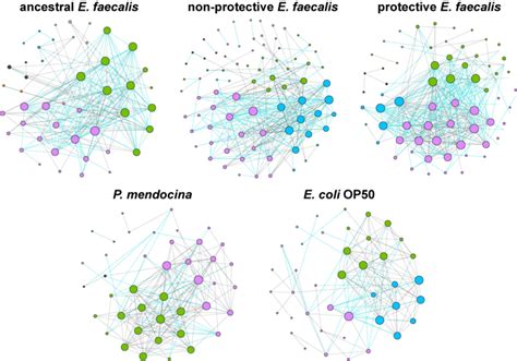 Microbial Co Occurrence Networks Of C Elegans Exposed To Different