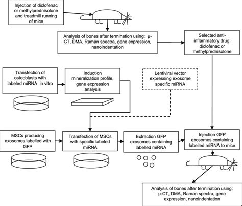 A General Overview Of The Project Download Scientific Diagram