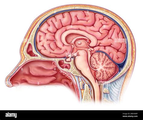choroid plexus anatomy