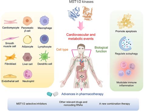 Figure 1 From The Hippo Kinases Mst1 2 In Cardiovascular And Metabolic Diseases A Promising