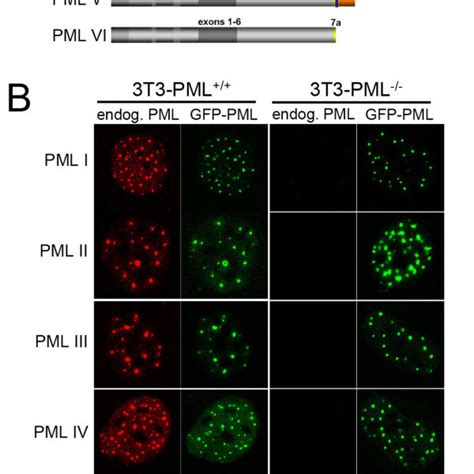 Pml Rara K160r Shares All Known Features Of Pml Rara A Transcriptional