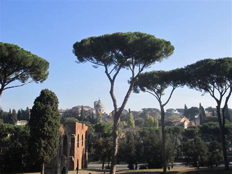 Italy Trees