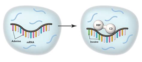 Targeting Rna Binding Proteins The Scientist