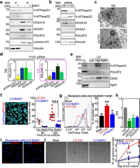 Treatment Of Ns With Bafilomycin A1 Reduces Both Lo Content And