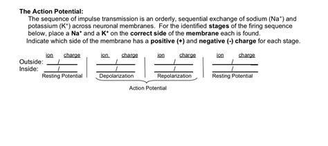 Solved The Action Potential The Sequence Of Impulse
