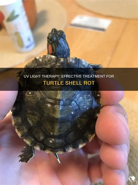 Uv Light Therapy Effective Treatment For Turtle Shell Rot Petshun