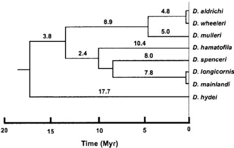 Linearized Tree Using Maximum Likelihood Of Transversions Assuming A