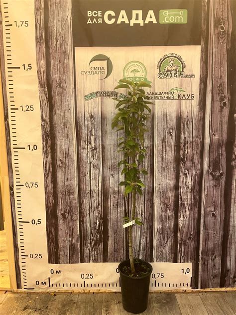 Яблоня Орловское полосатое - купить саженец в питомнике с доставкой ...