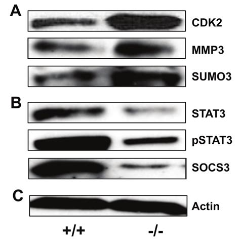 confirmation of select microarray data by western blot analysis a