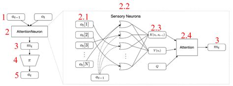 explained the sensory neuron as a transformer permutation invariant