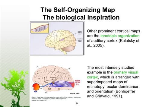 Self Organizing Maps Tutorial