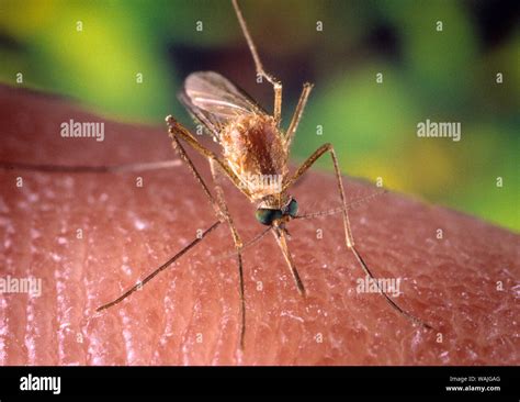 Mosquito Proboscis