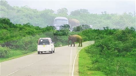 කතරගම බුත්තල පාරේ නිතර දකින්නට ලැබෙන පාරේ යන අයට අනතුරක් නැති දෙන දෙයක්