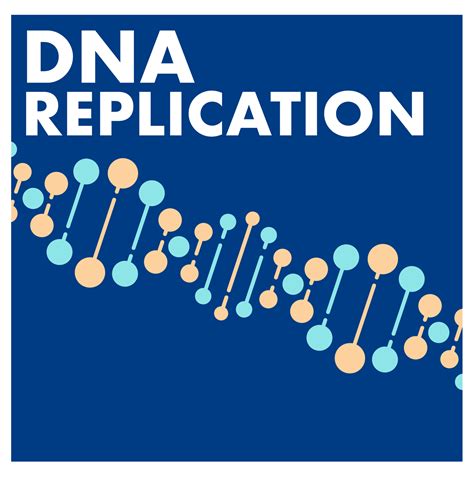 Dna Replication