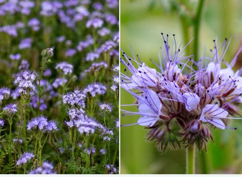 Niszczy Chwaty U Y Nia Gleb I Jest Miododajna Jak Uprawia Faceli B Kitn Deccoria Pl