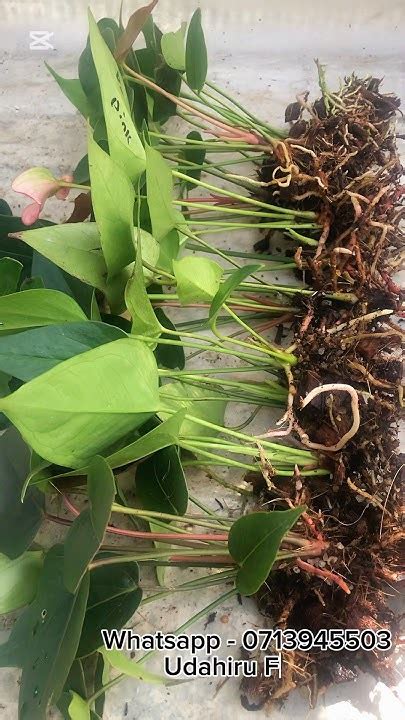 🦋මල් එනකම් හදිස්සි අයට හොදටම මුල් තියෙන කට් කරලම පොට් කරන්න පුලුවන් ලොකු පැල එකතුවක් Youtube