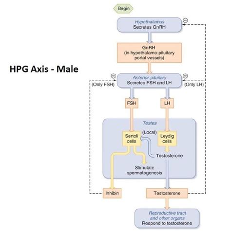 Repro Exam Flashcards Quizlet
