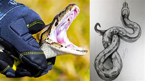 How To Draw A Ball Python Step By Step Drawing Tutori