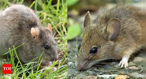 Rat Vs Mouse Major Differences Identification And More Times Of India