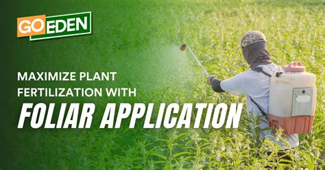 Maximizing Plant Fertilization With Foliar Application Method Goeden