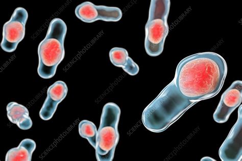 Clostridioides Difficile Bacteria Illustration Stock Image F013 4442 Science Photo Library