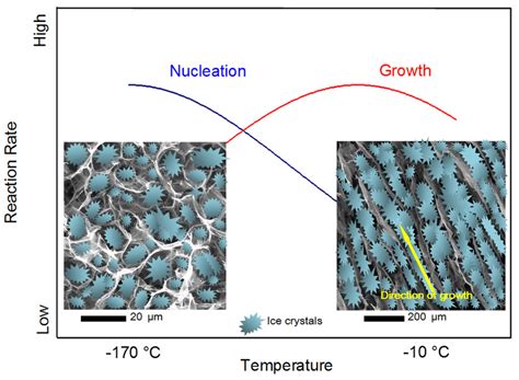 Qualitative Schematic Of The Relationship Between Nucleation And Download Scientific Diagram