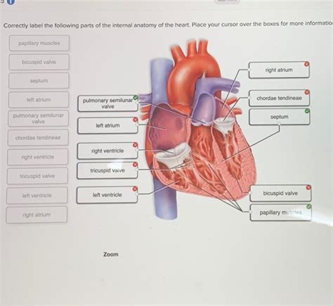 32 Label The Diagram Of The Heart Label Design Ideas 2020 Images And