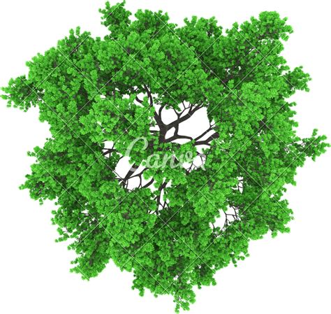Tree Texture Png Texture Tree Top Png Plan Of Trees Png Porn Sex Picture