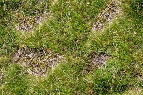 9 Common Lawn Problems And How To Fix Them [Expert Tips]